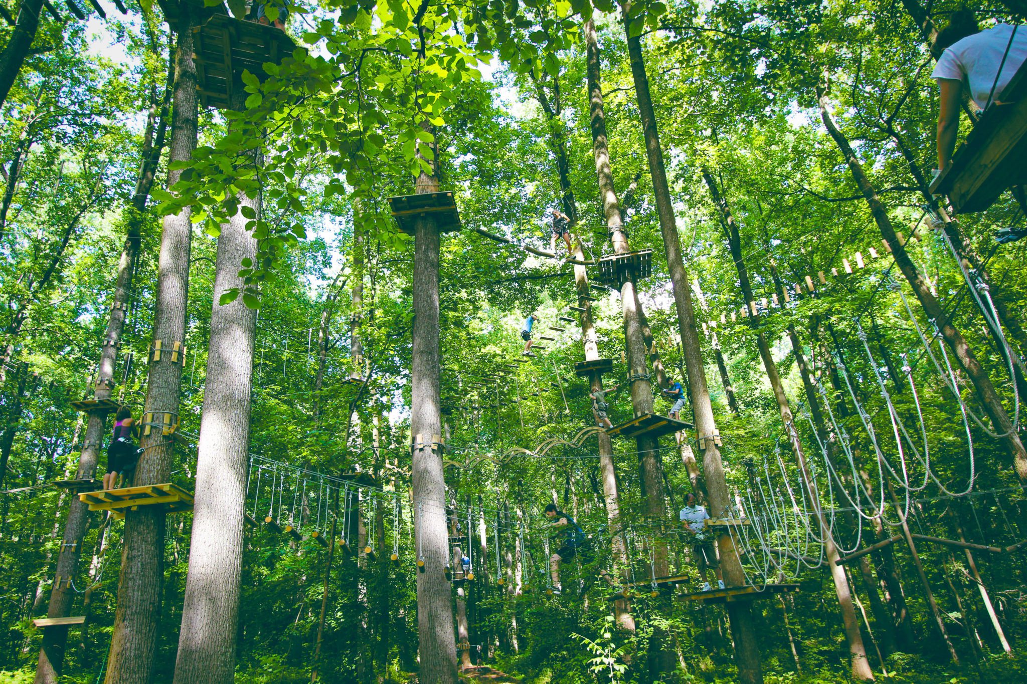 Birthday Parties - The Adventure Park at Sandy Spring Friends School